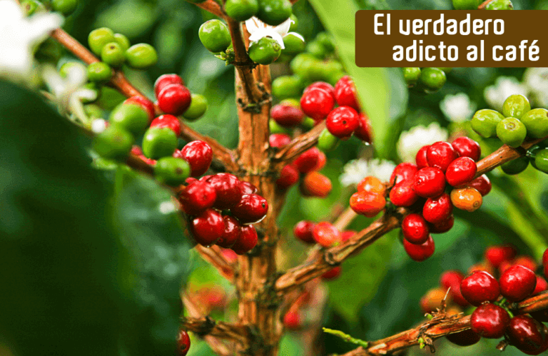 El bicho más cafeinómano del mundo | Cafeteras Tiempo de Café